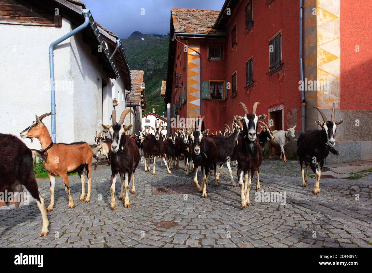 Goat herd swiss hi-res stock photography and images - Alamy