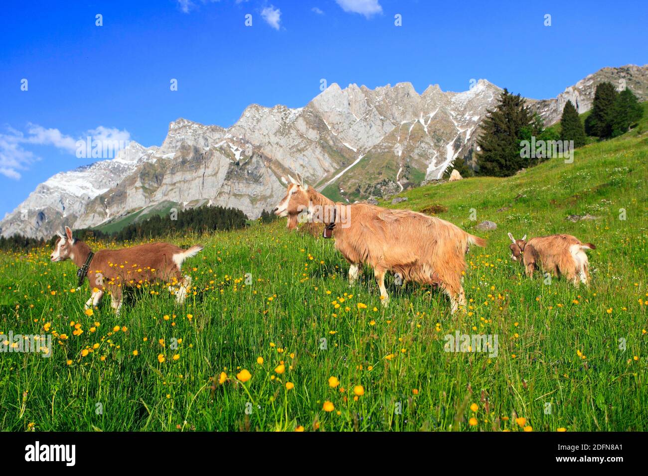 House goats on the alp, goat, goats, females and young animals ...