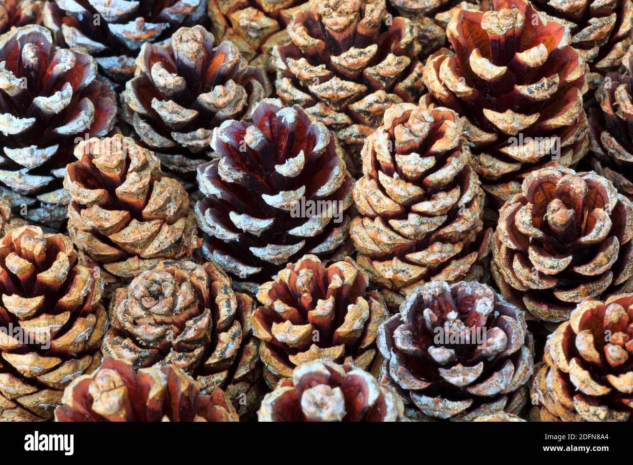 Scots pine ( Pinus sylvestris) pine, cone, Cairngorms National Park ...