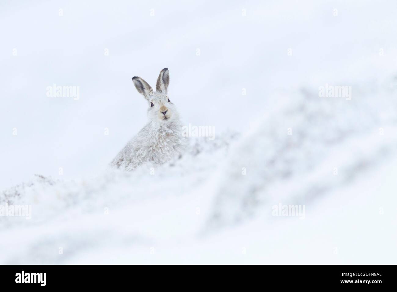 Mountain hare in Winterfell ( Lepus timidus) , Cairngorms National Park ...