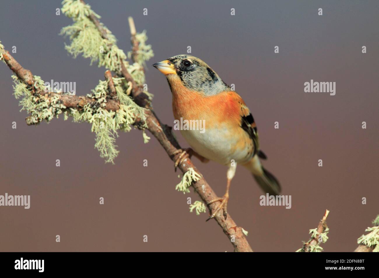 Brambling ( Fringilla montifringilla) Finches, male, Scotland, Great ...