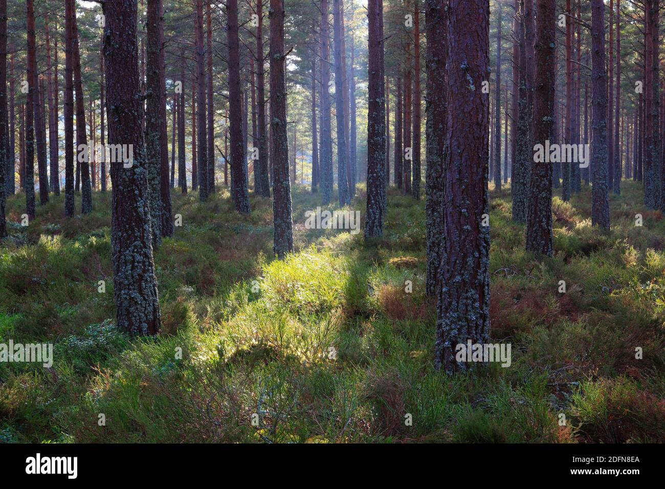 Scots pine ( Pinus sylvestris) , , Pine forest, Cairngorms National ...