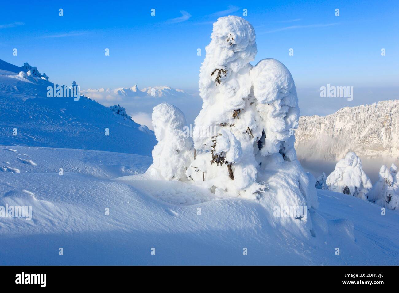 Bernese Alps, View from the Niederhorn, Bernese Oberland, Switzerland ...