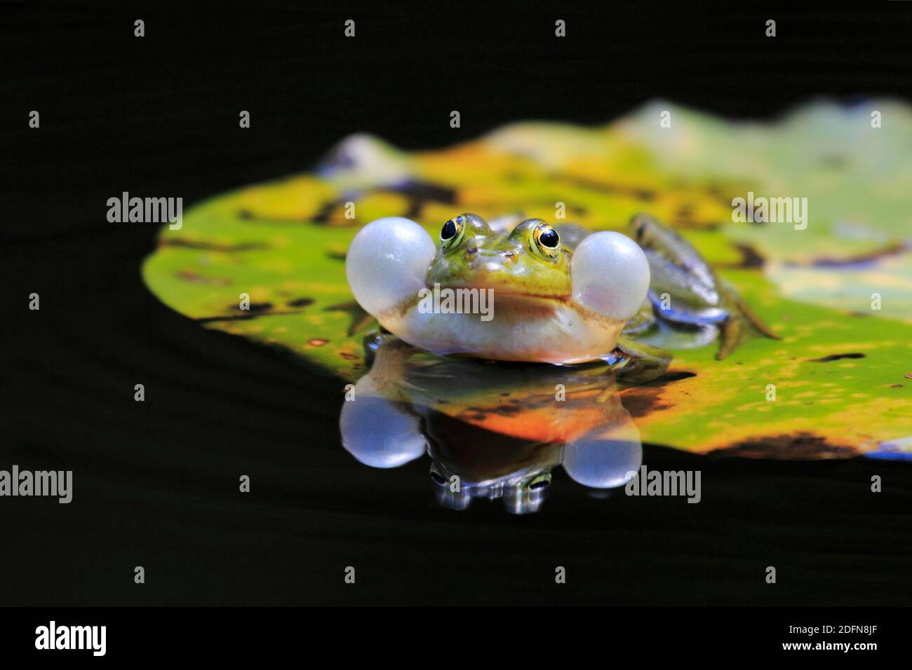 Green frog ( Rana esculenta) water frog, sound bubbles, sailing boat ...
