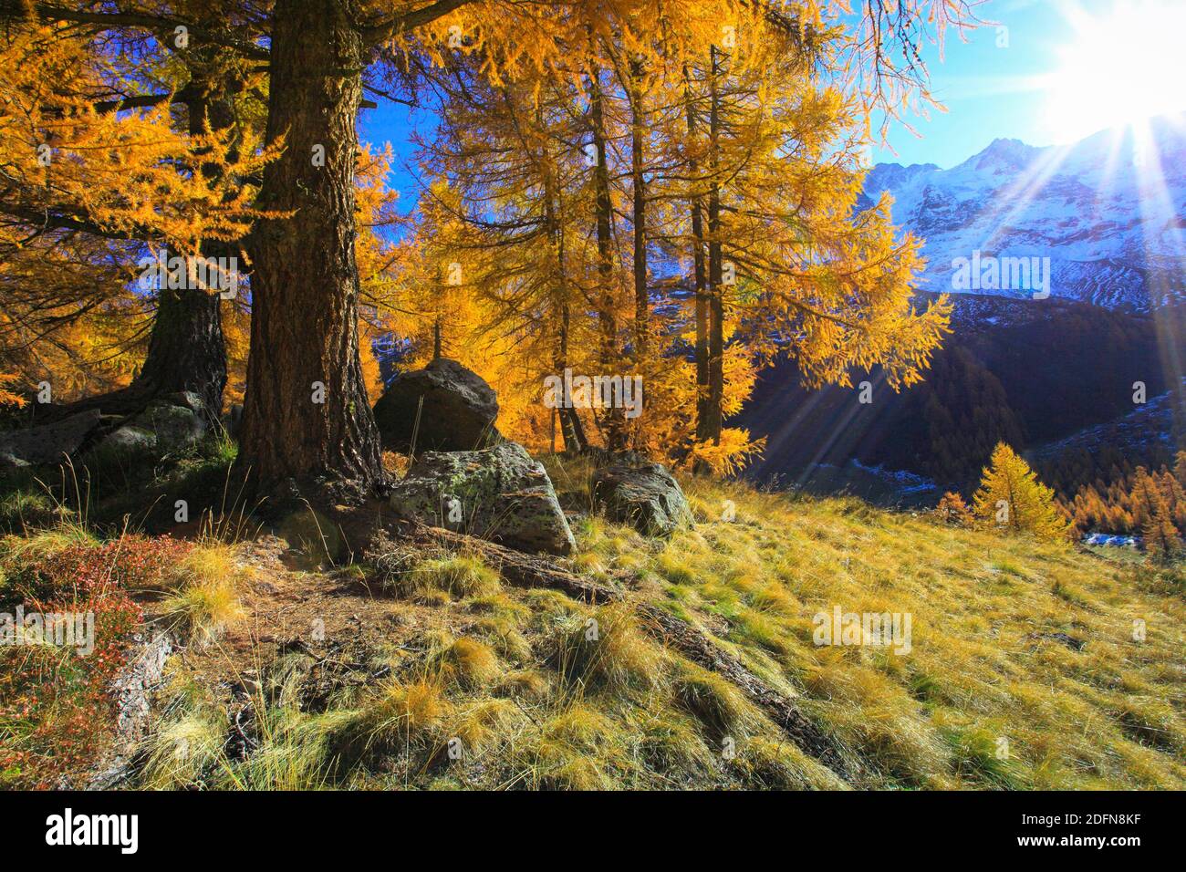 European larches ( Larix decidua) Larch, Larch forest, Valais ...