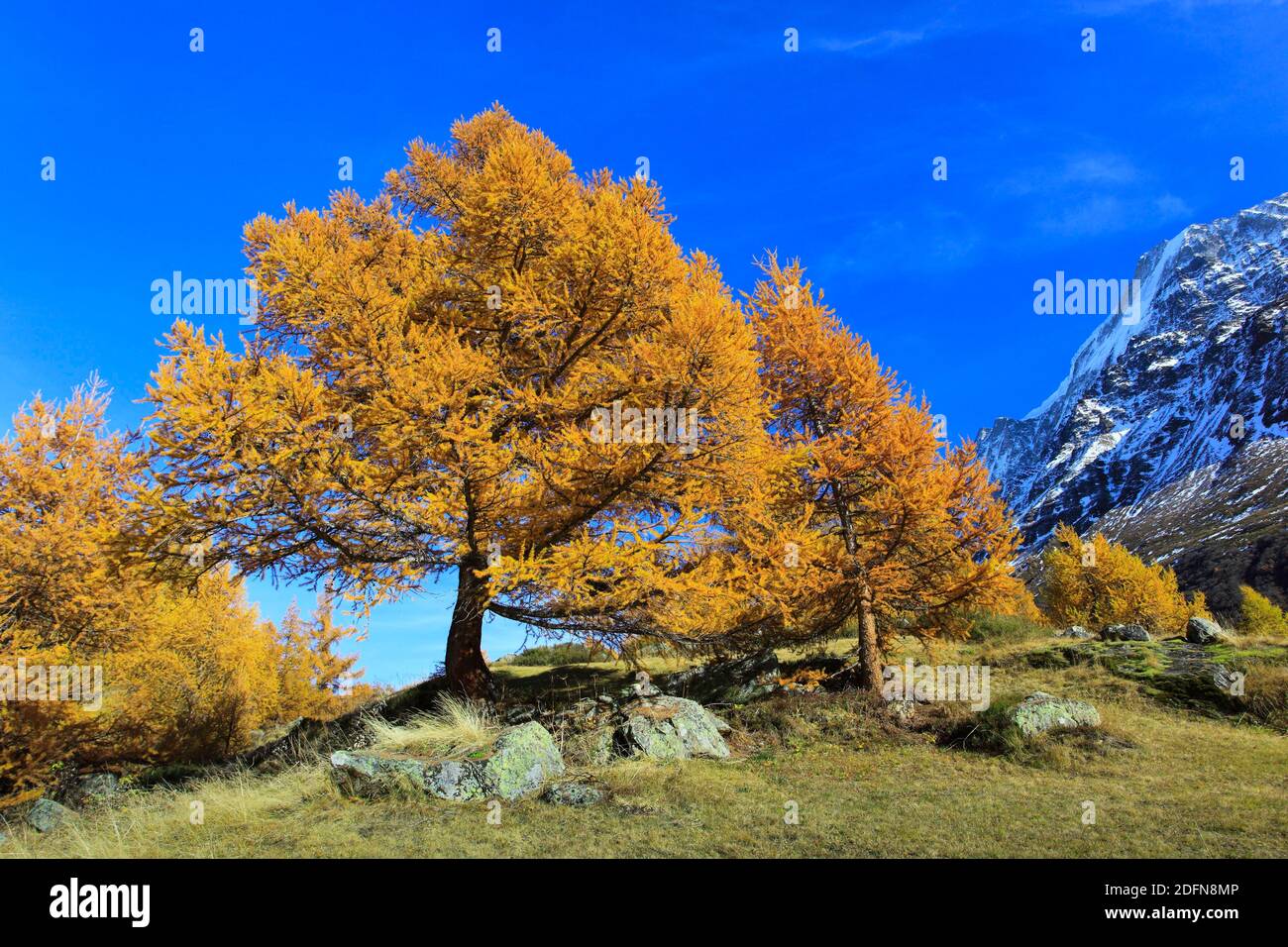 European larches ( Larix decidua) Larch, Larch forest, Valais ...