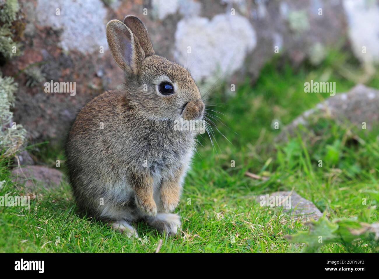Wild rabbit ( Oryctolagus cunniculus) , Scotland Stock Photo - Alamy