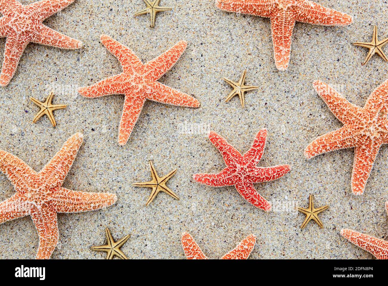 Starfish photo hi-res stock photography and images - Alamy