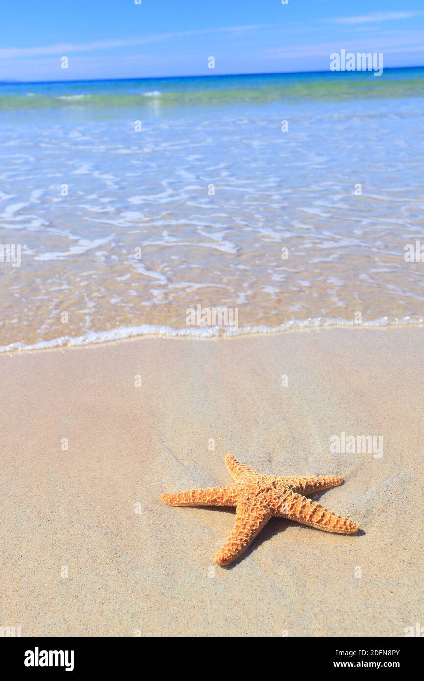 Starfish out of water hi-res stock photography and images - Alamy