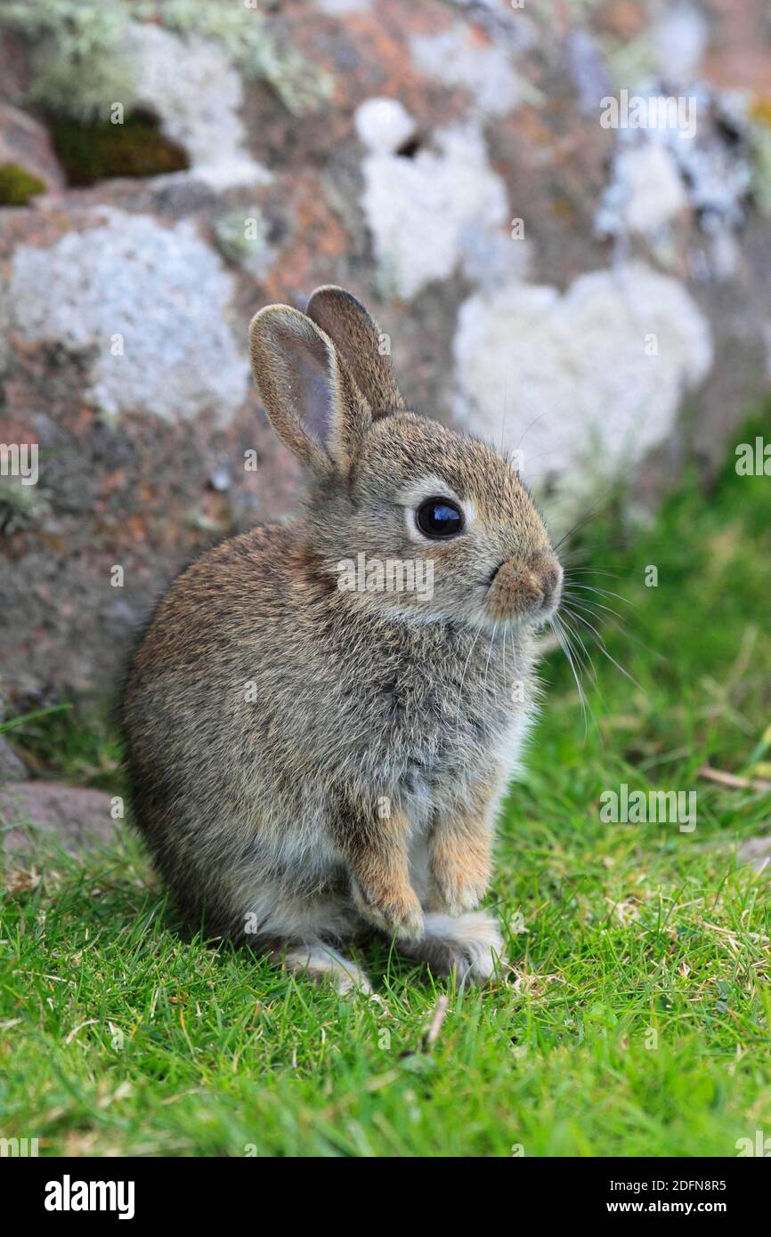 Wild rabbit ( Oryctolagus cunniculus) , Scotland Stock Photo - Alamy