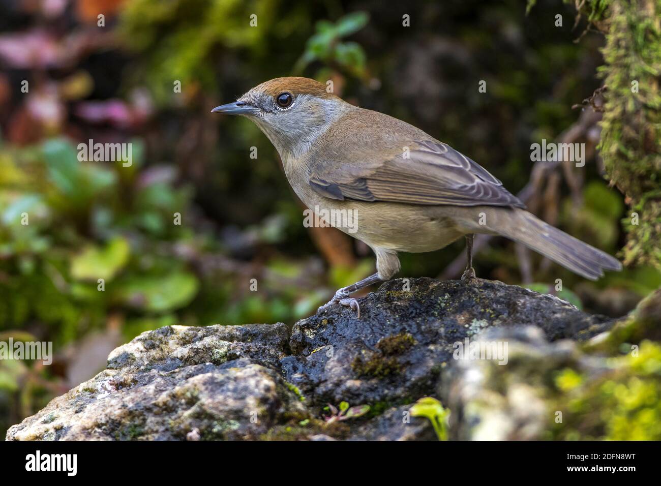 Sylvia atricapilla weiblich hi-res stock photography and images - Alamy