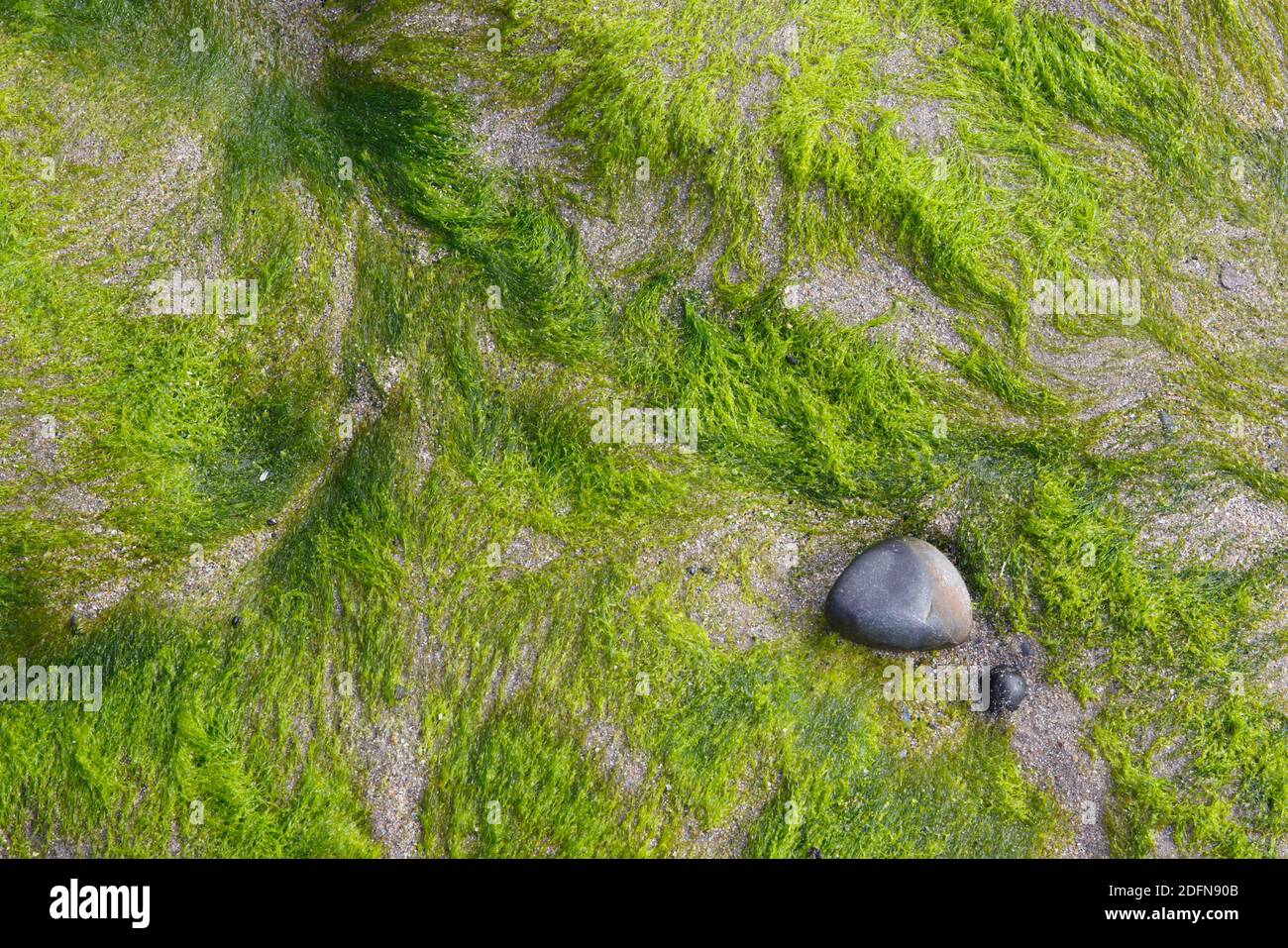 Seagrass plant hi-res stock photography and images - Alamy