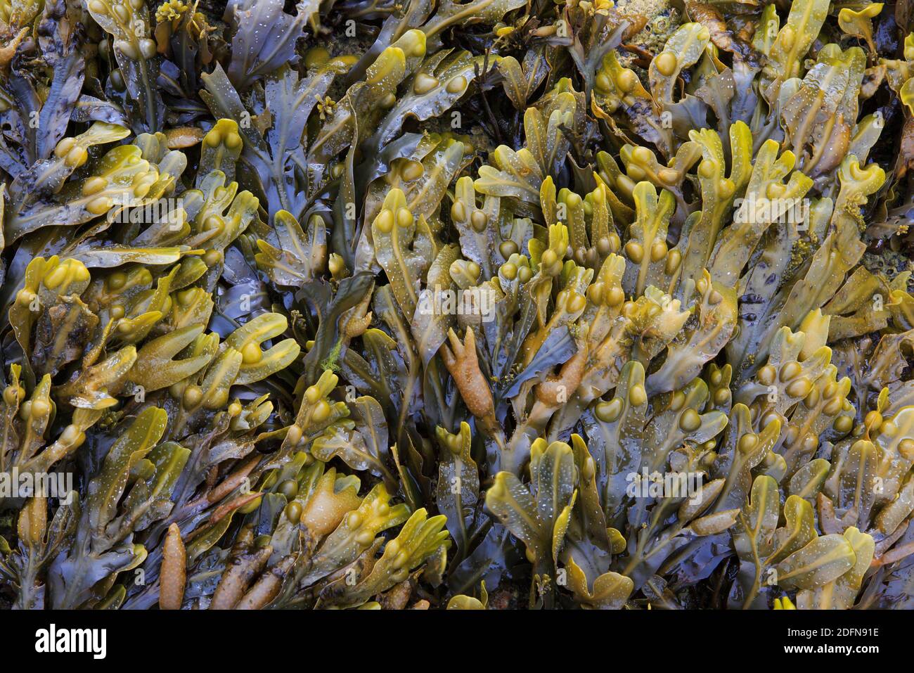 Seaweed, Great Britain Stock Photo - Alamy