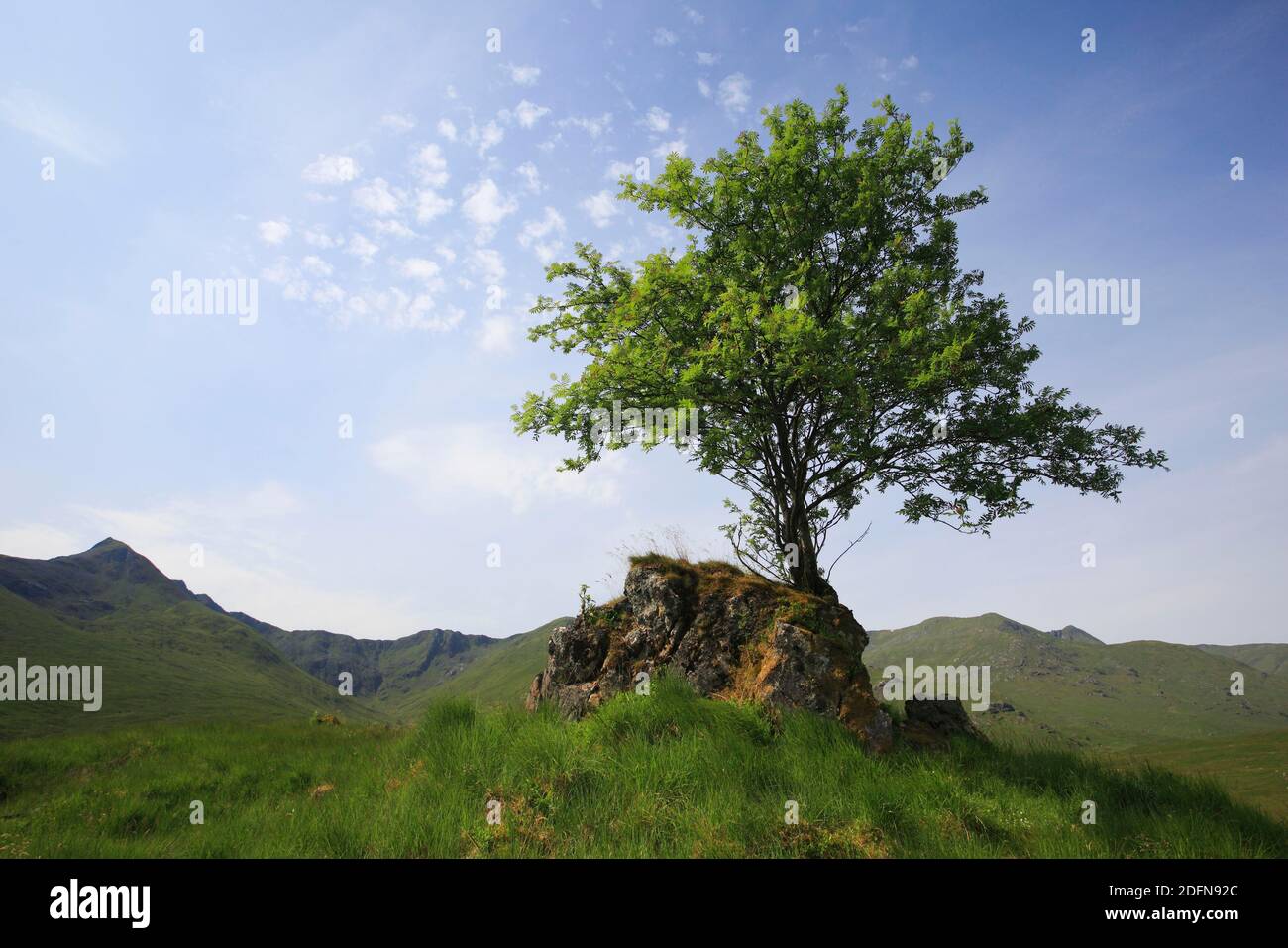 Tree on rock, Scotland, Great Britain Stock Photo - Alamy