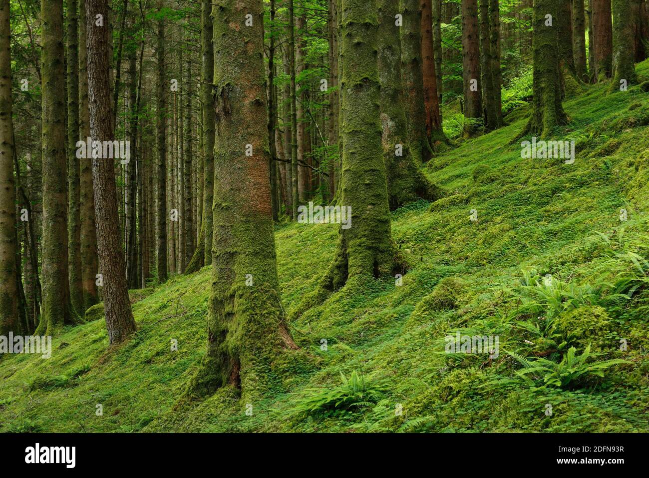 Scotland spruce forest hi-res stock photography and images - Alamy