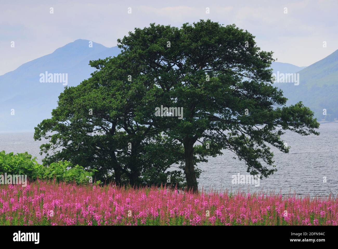 Tree in the Scottish Highlands, Scotland, Great Britain Stock Photo - Alamy