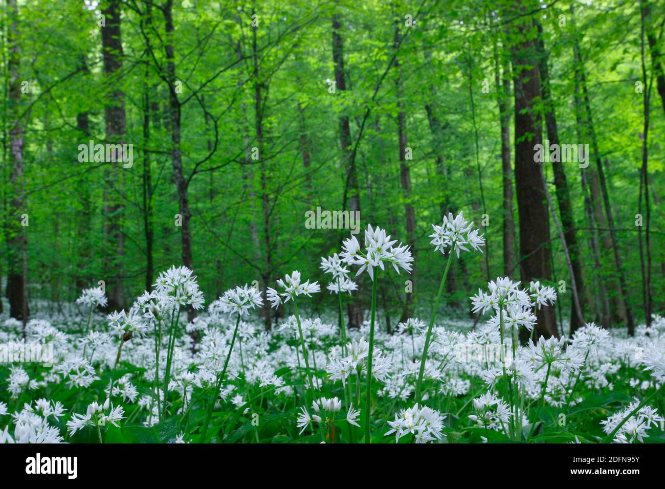 Deciduous forest with flowering Ramsons ( Allium ursinum) , Spring ...
