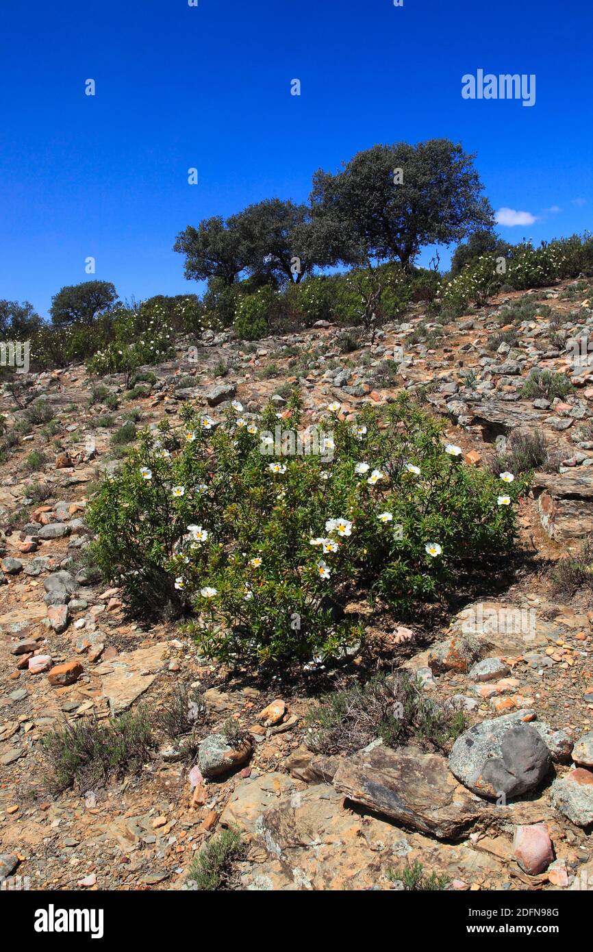 Lacquer rockrose hi-res stock photography and images - Alamy