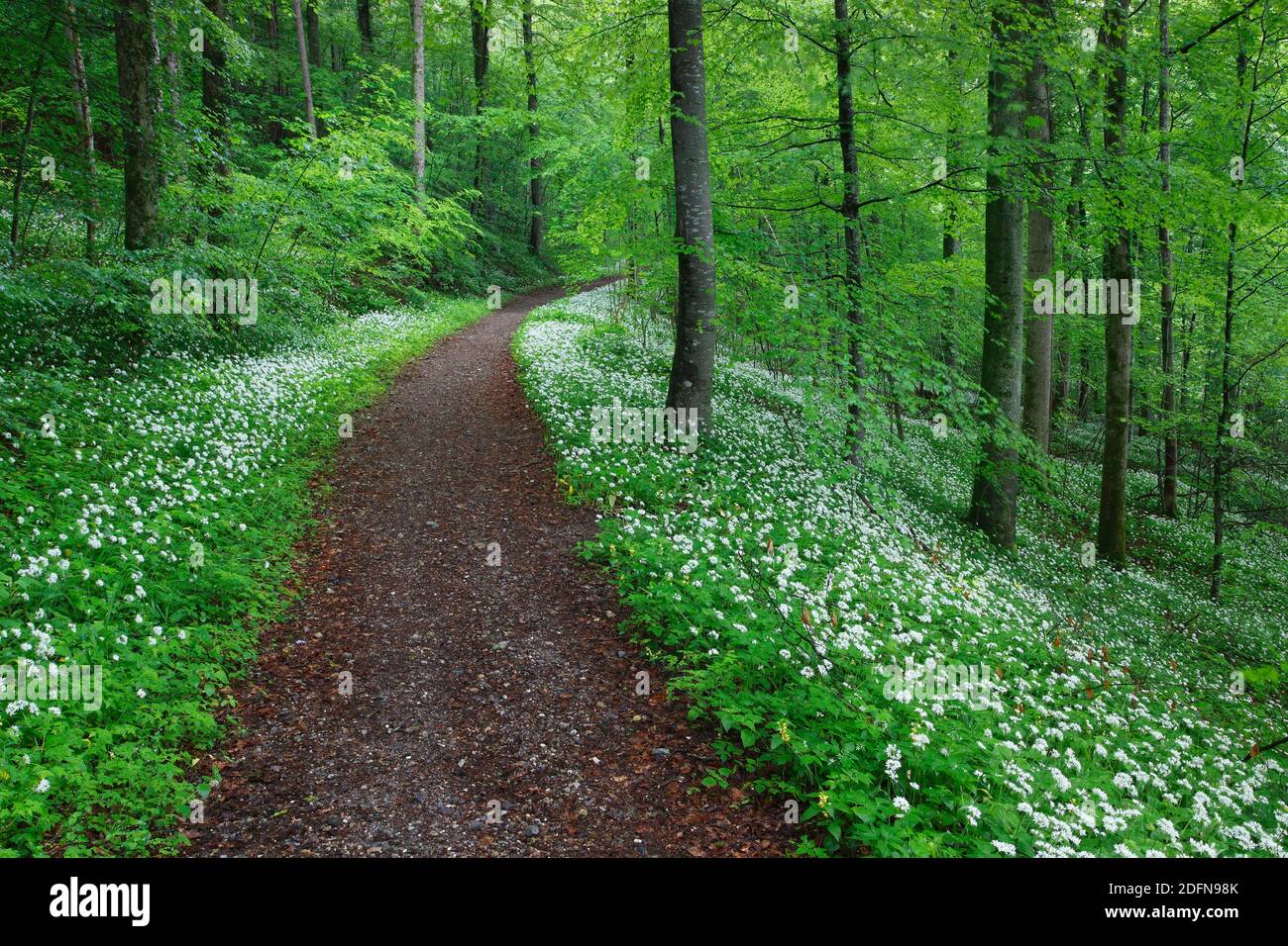 Temperate Deciduous Forest Spring