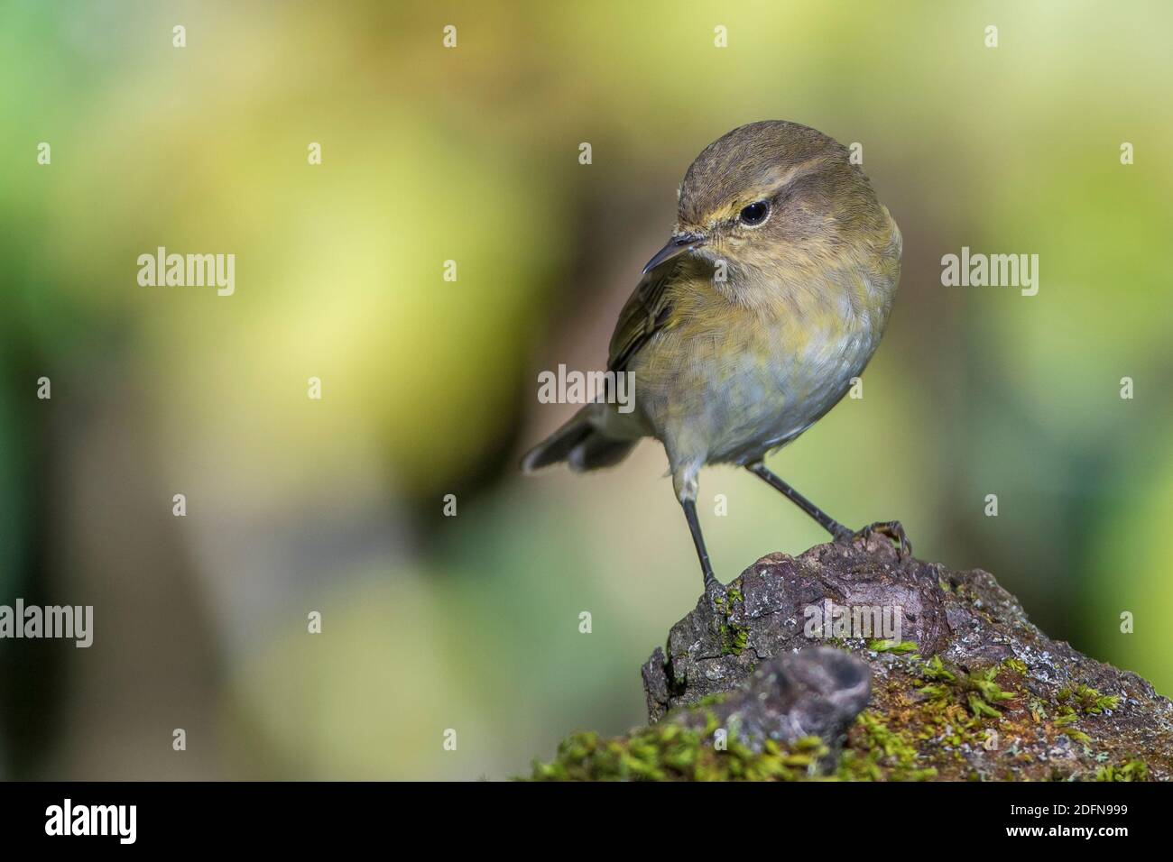 Zilpzalp (Phylloscopus collybita Stock Photo - Alamy