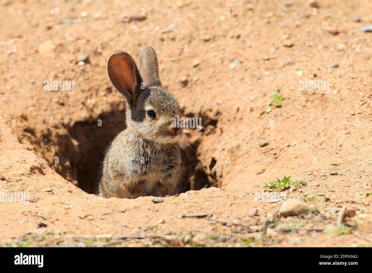 Rodent spain spanish wildlife hi-res stock photography and images - Alamy