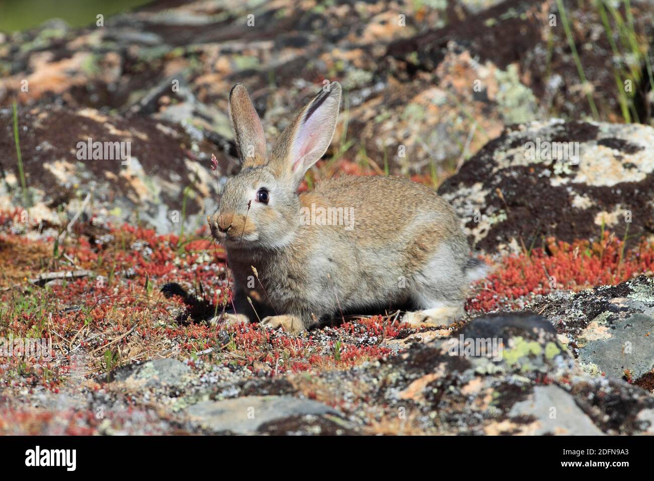 Rodent spain spanish wildlife hi-res stock photography and images - Alamy