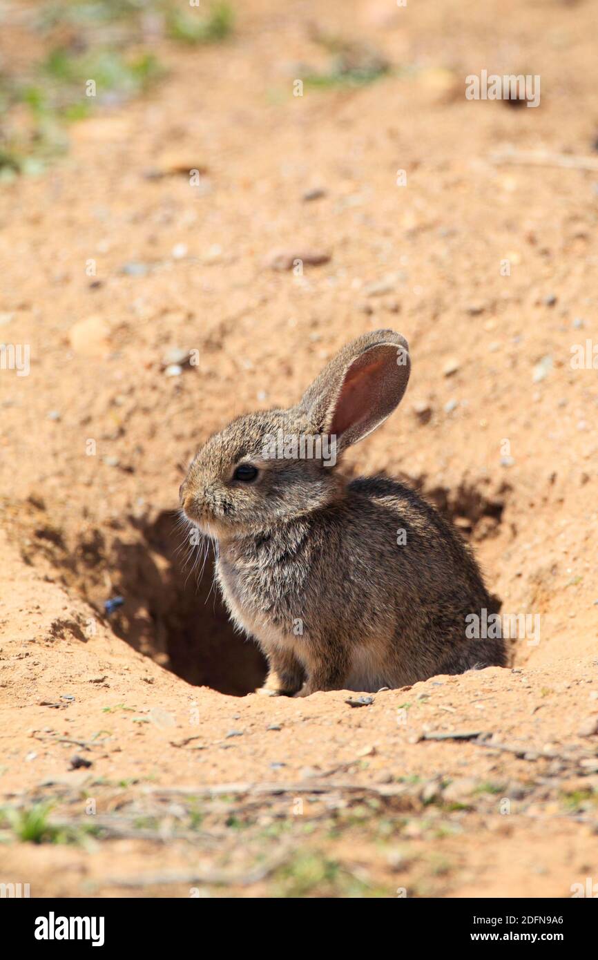 Rodent spain spanish wildlife hi-res stock photography and images - Alamy