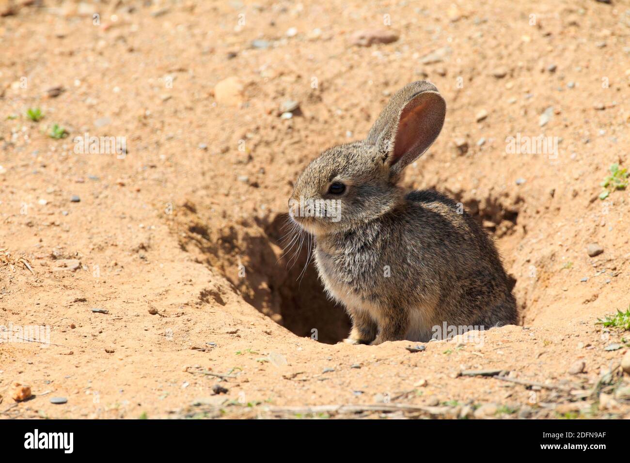 Wild rabbit, Oryctolagus cuniculus, Spain Stock Photo - Alamy