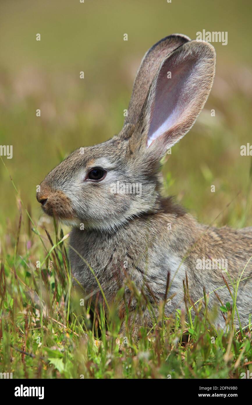 Rodent Spain Spanish Wildlife High Resolution Stock Photography and ...