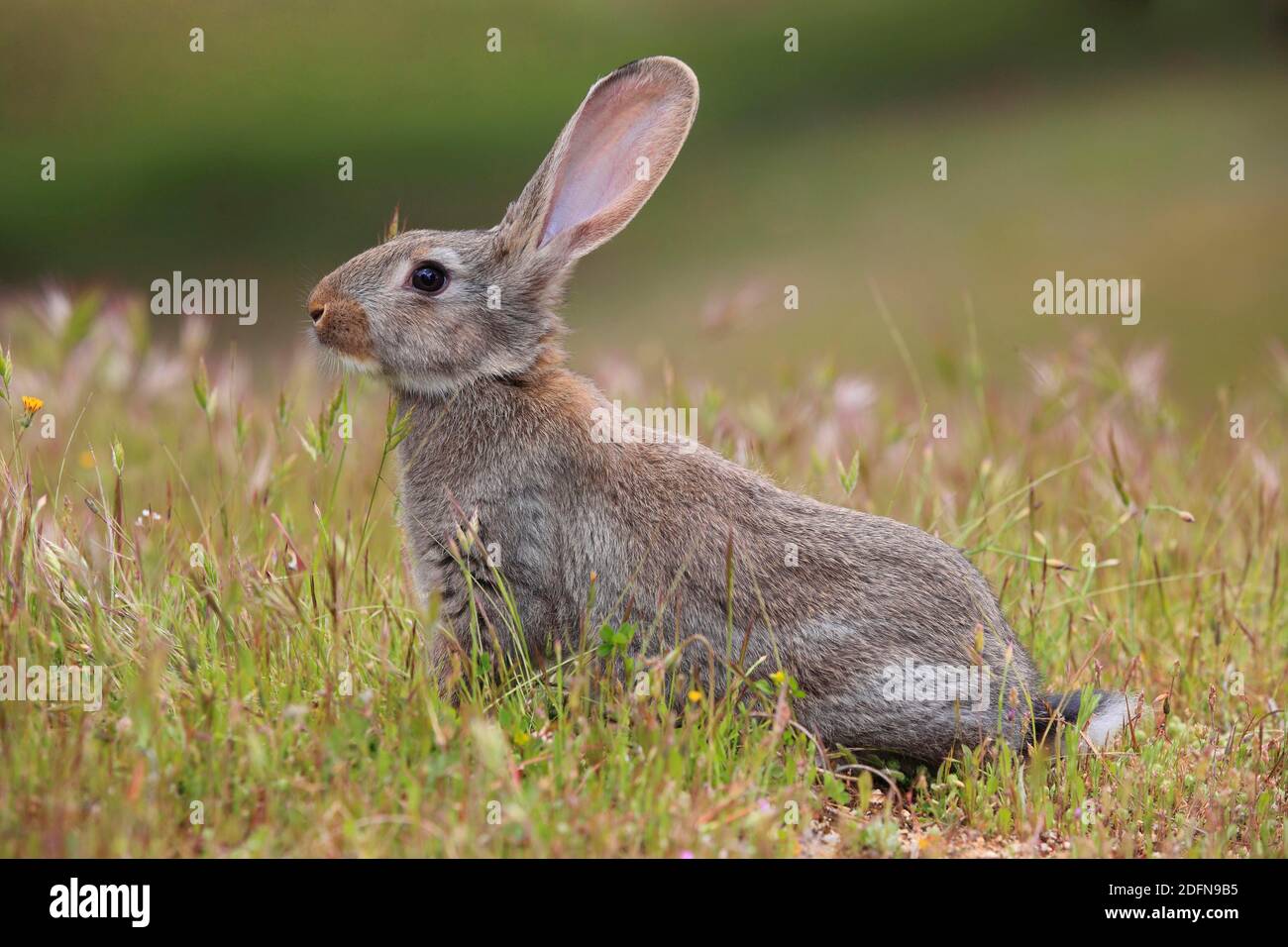 Wild rabbit, Oryctolagus cuniculus, Spain Stock Photo - Alamy
