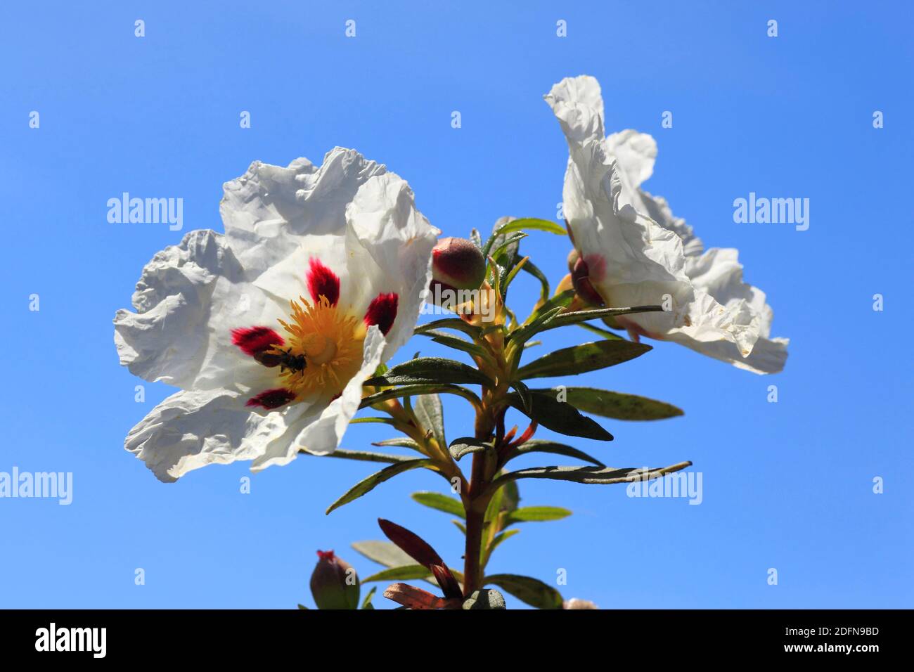 Blossom cistus ladanifer hi-res stock photography and images - Alamy