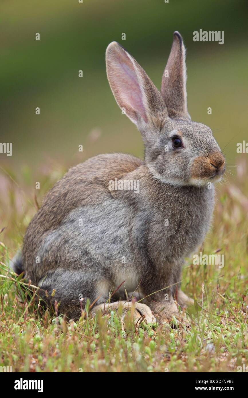 Rodent spain spanish wildlife hi-res stock photography and images - Alamy