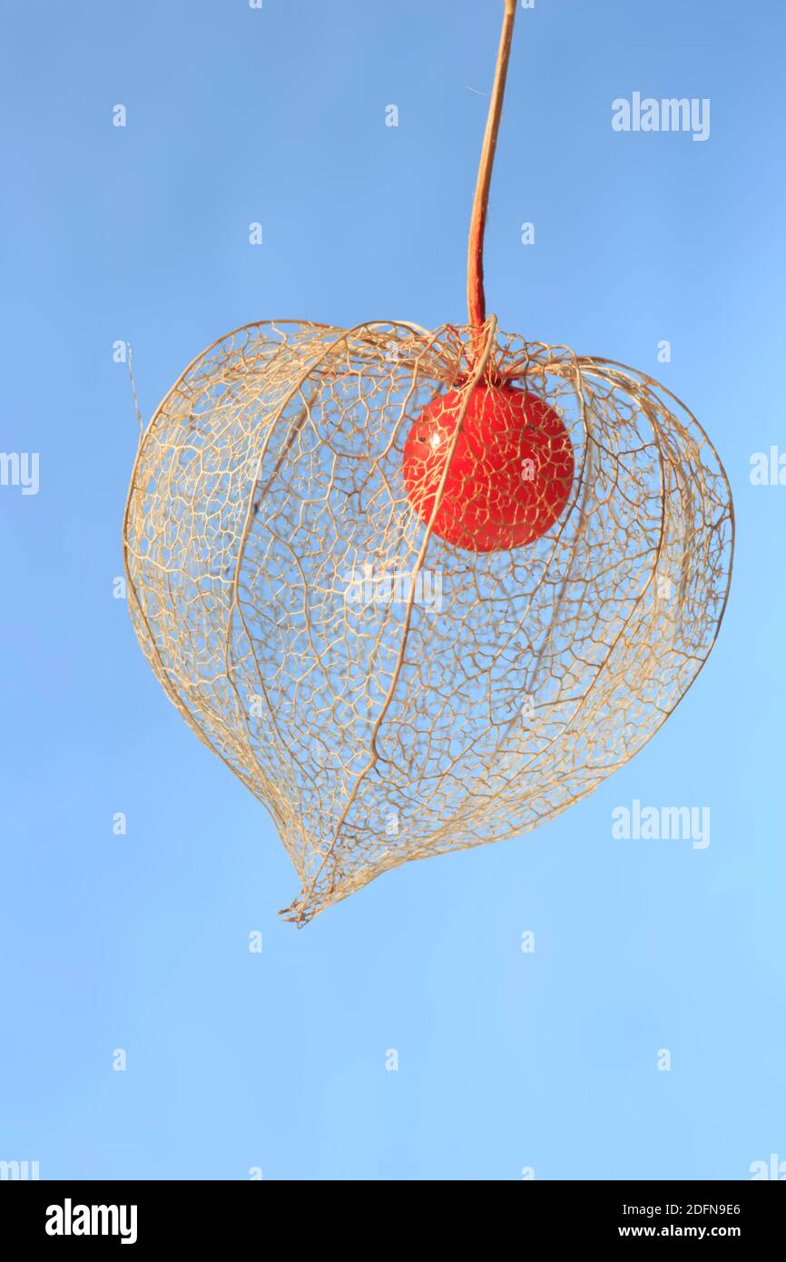Bladder cherry ( Physalis alkekengi Stock Photo - Alamy