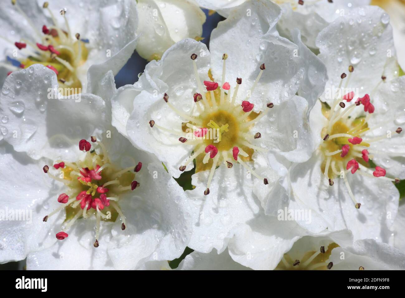 Pear flower hi-res stock photography and images - Alamy