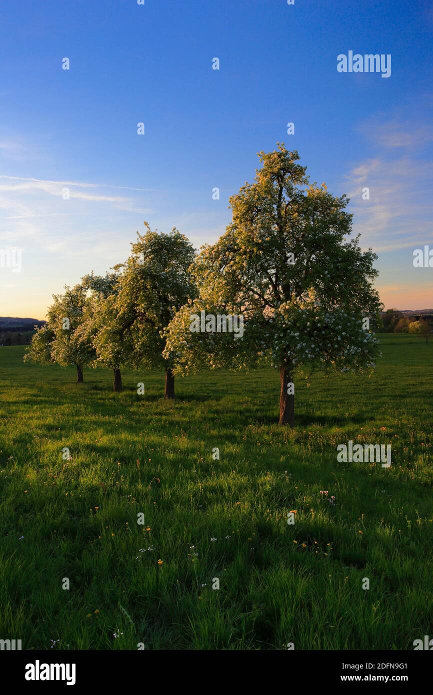 Pear trees, orchard, fruit meadow, Zurich Oberland, Switzerland Stock ...