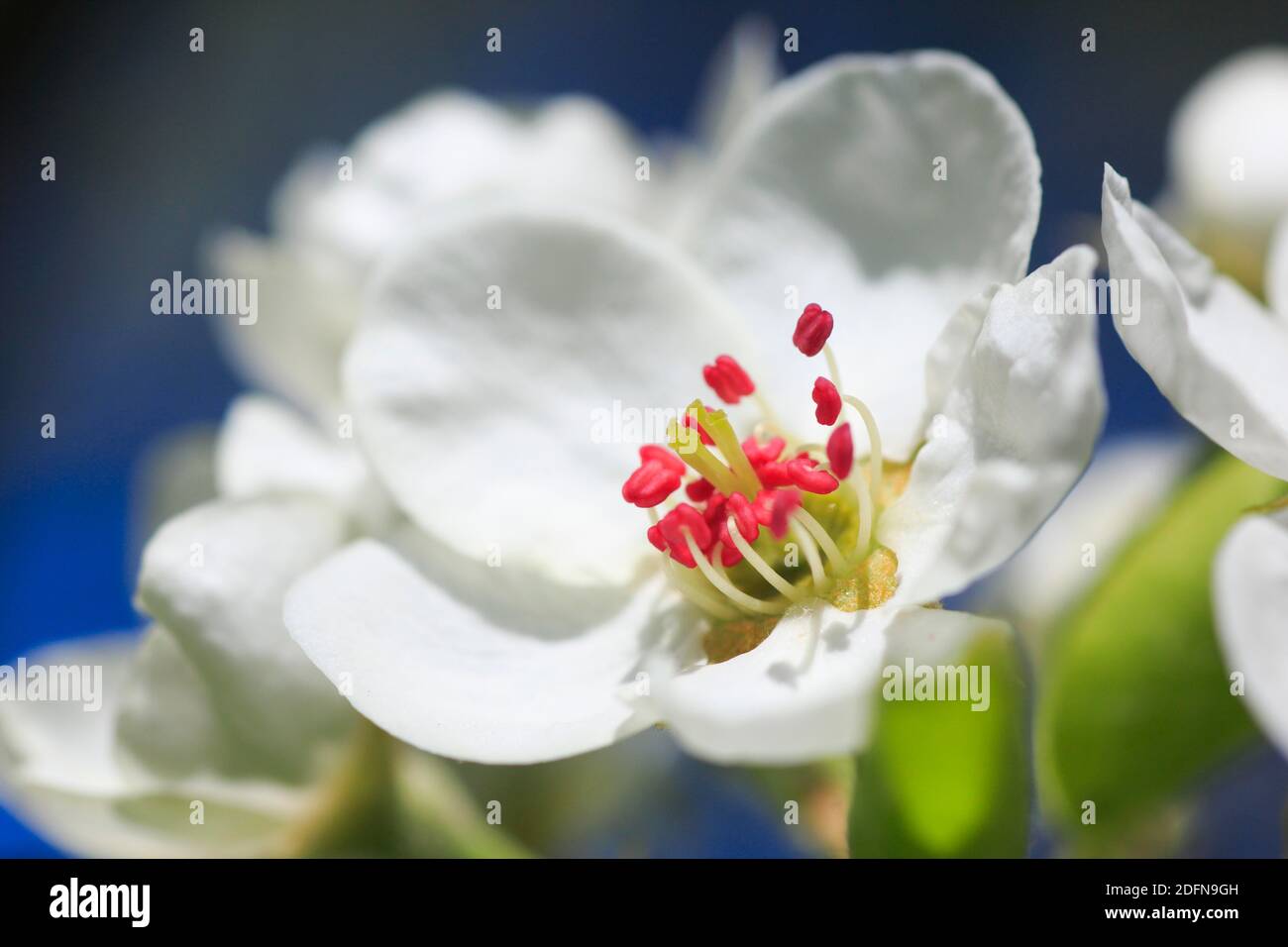 Pear flower hi-res stock photography and images - Alamy