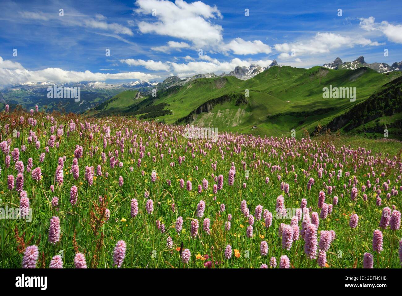Snakehead, Central Swiss Alps, Switzerland ( Polygonum bistorta Stock ...