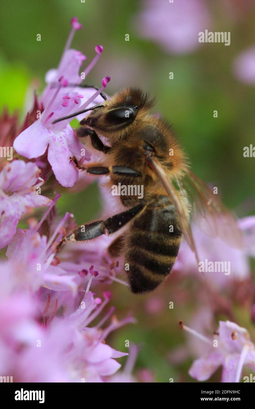Thymus serpyllum bees hi-res stock photography and images - Alamy
