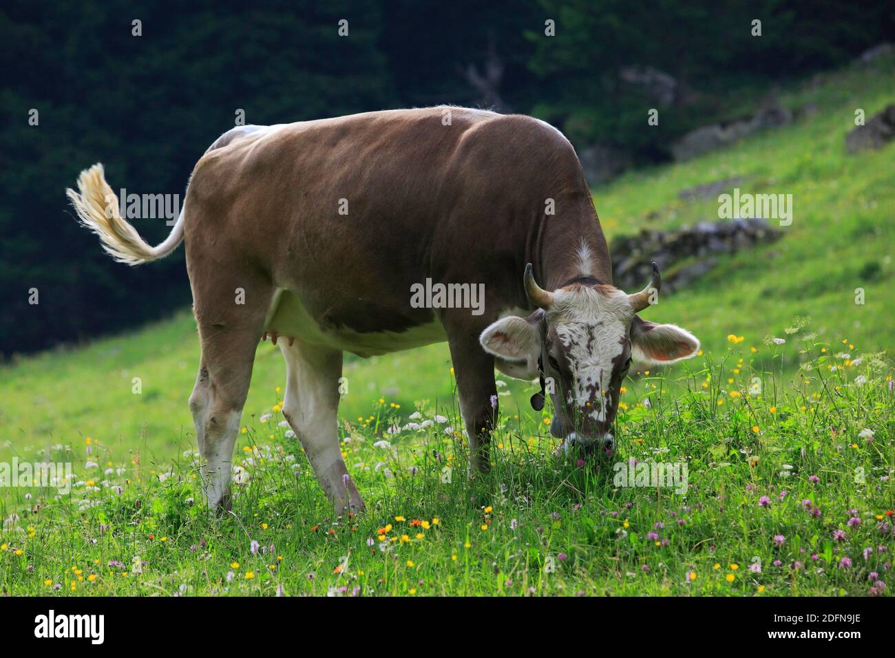House cattle hi-res stock photography and images - Alamy
