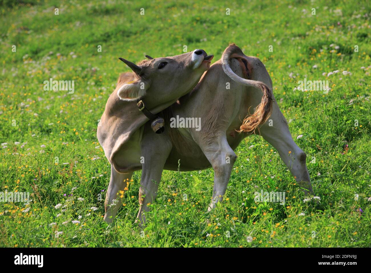 Alps brown cattle hi-res stock photography and images - Alamy