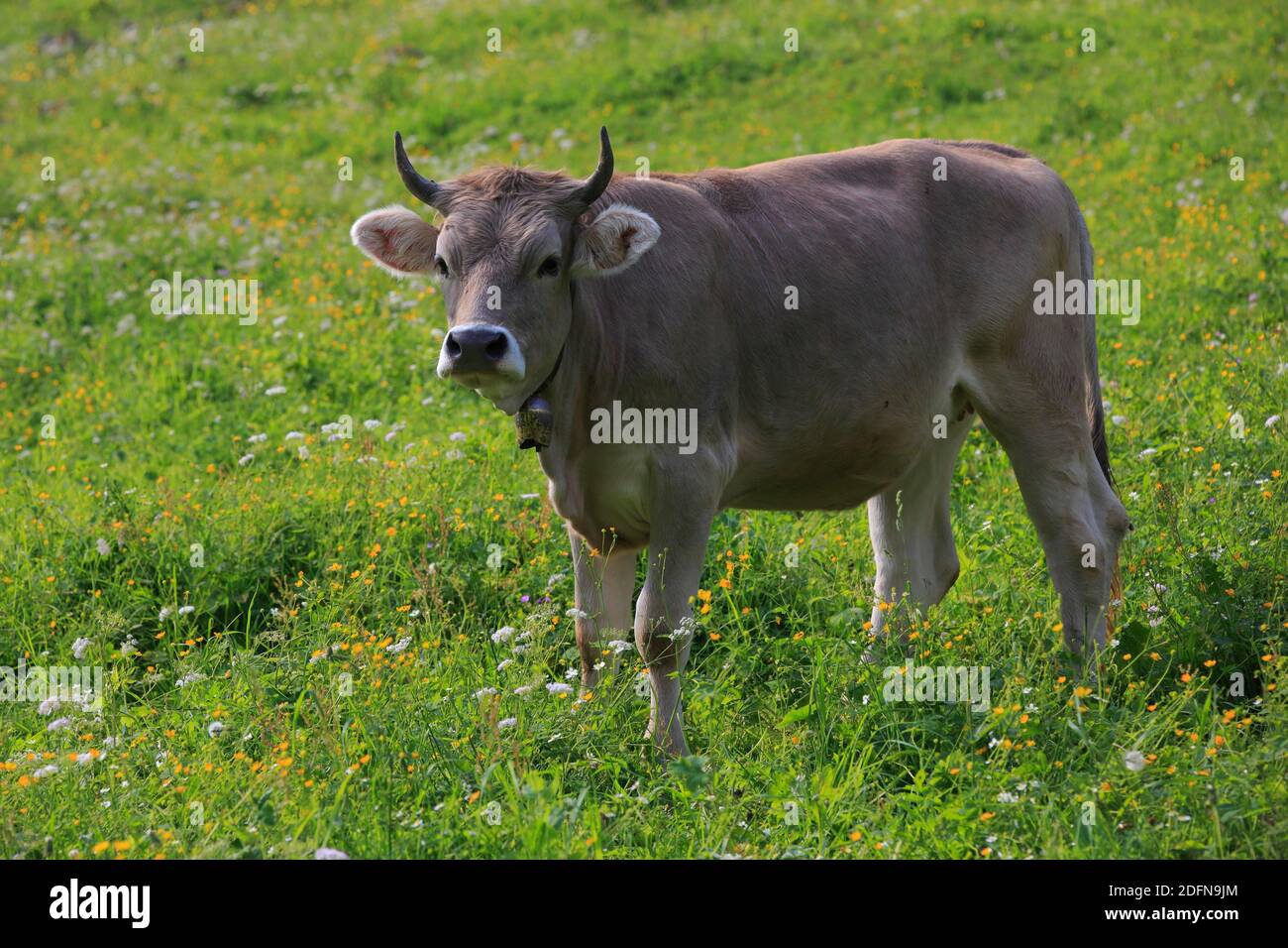 Alps brown cattle hi-res stock photography and images - Alamy