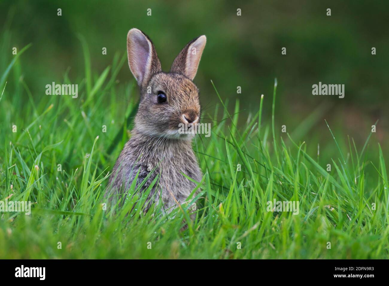 Wild rabbit, Oryctolagus cuniculus, Scotland, LOCKED FOR GREETINGS AND ...
