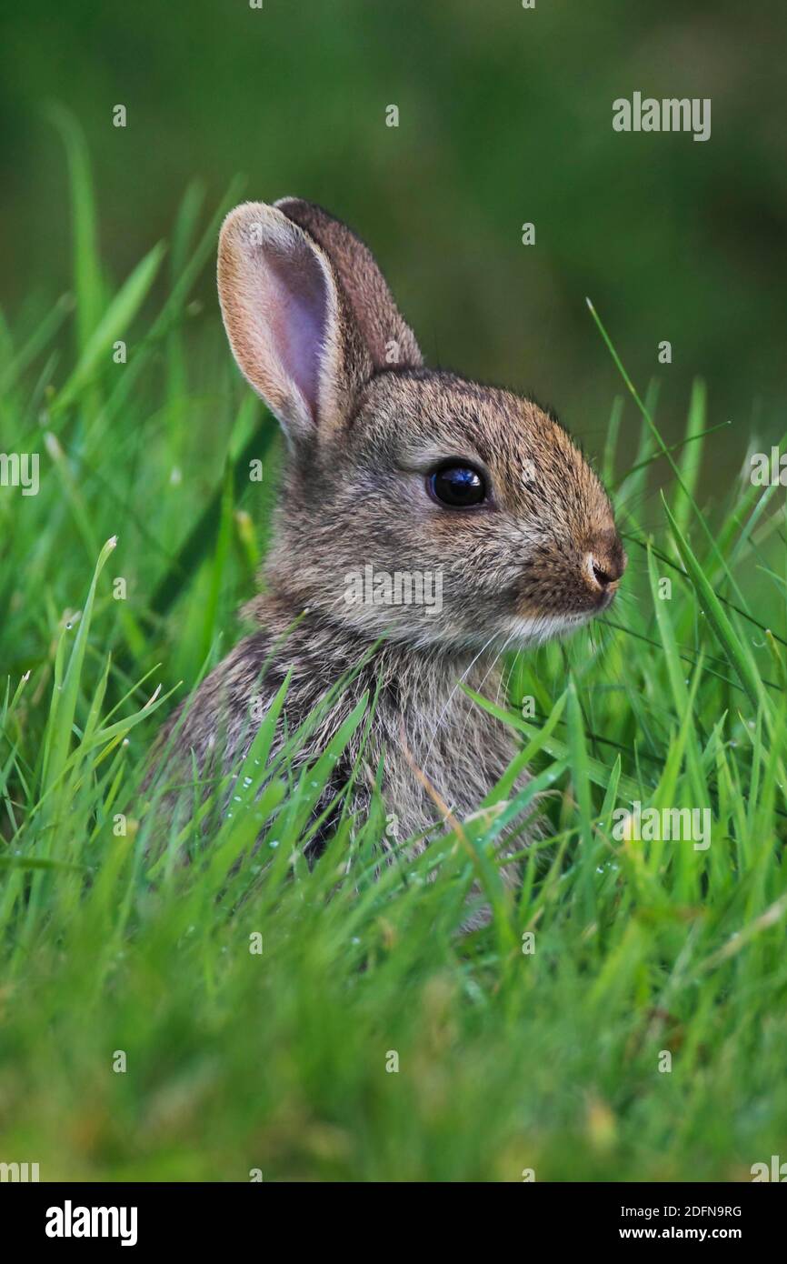Wild rabbit, Oryctolagus cuniculus, Scotland, United Kingdom Stock ...