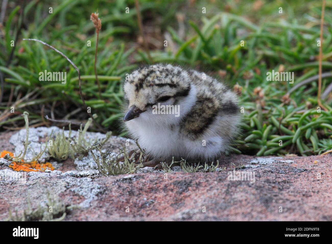 Little Ringed Plover, chick, Charadrius hiaticula, Scotland, United ...