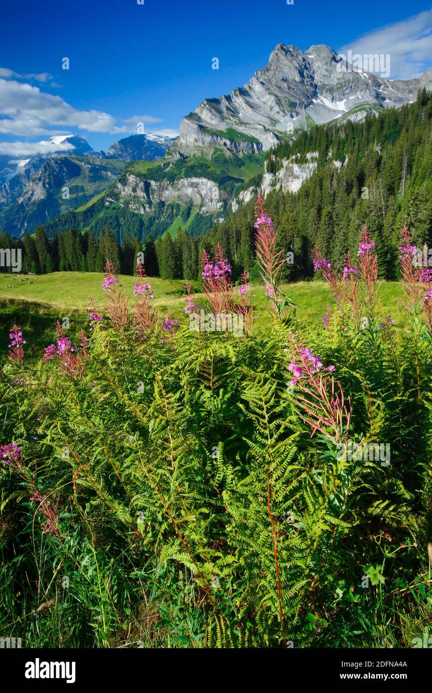 Ortstock and Toedi, Glarus, Switzerland Stock Photo - Alamy