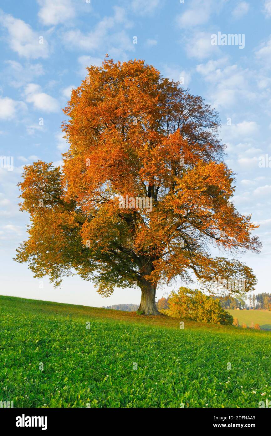 Lime tree, Zurich Oberland, Bern, Switzerland Stock Photo - Alamy