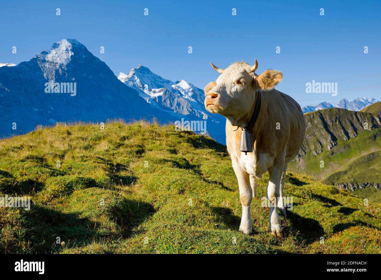 Simmental cattle off Eiger and Jungfrau, Bernese Oberland, Switzerland ...