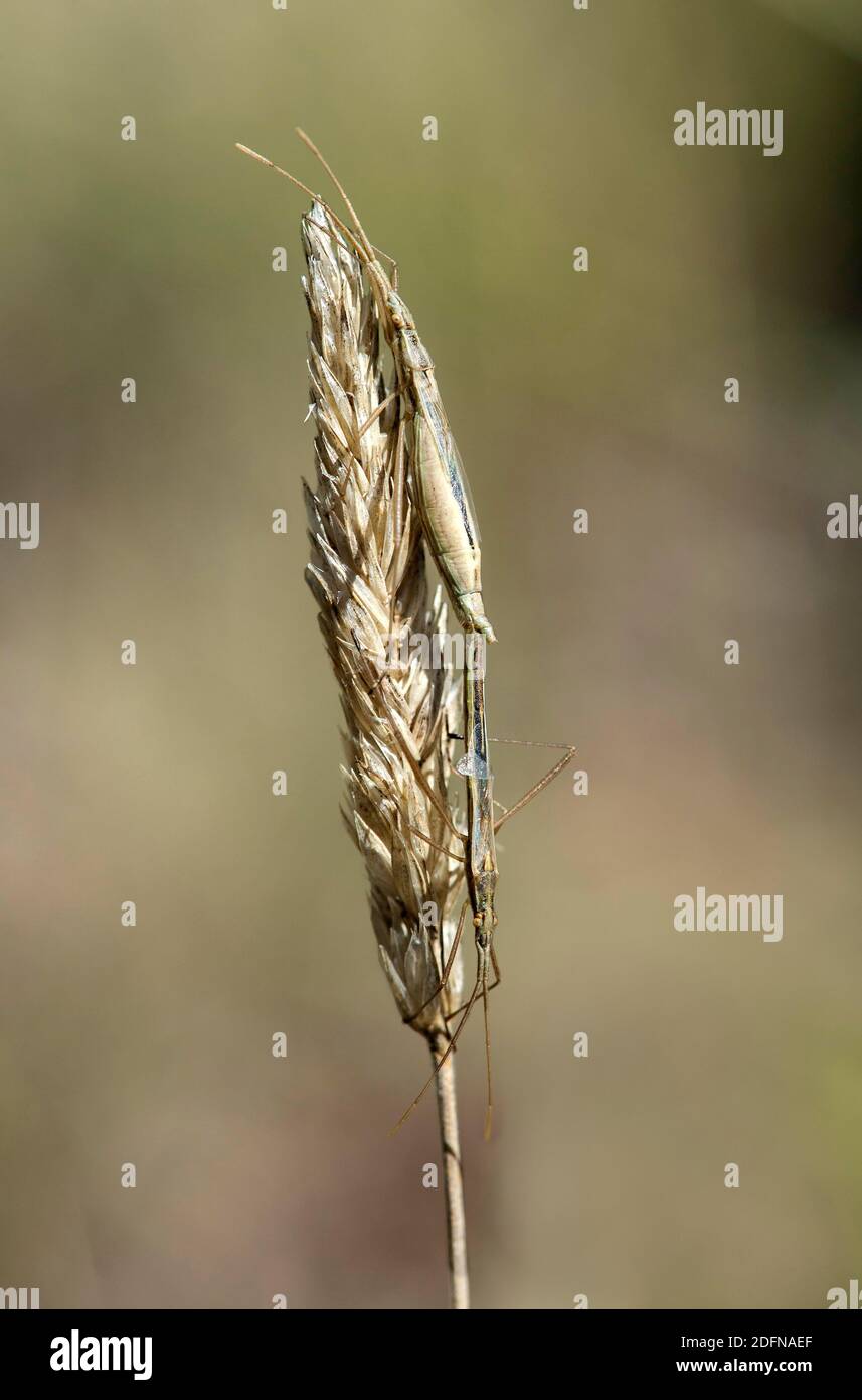 Italian tree cricket (Oecanthus pellucens) in camouflage during mating ...