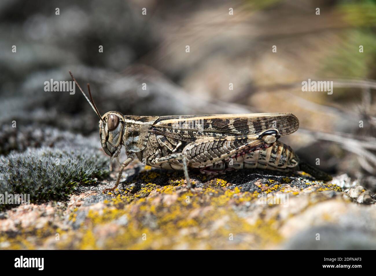 Spotted rhinoceros (Bryodemella tuberculata), Valais, Switzerland Stock ...