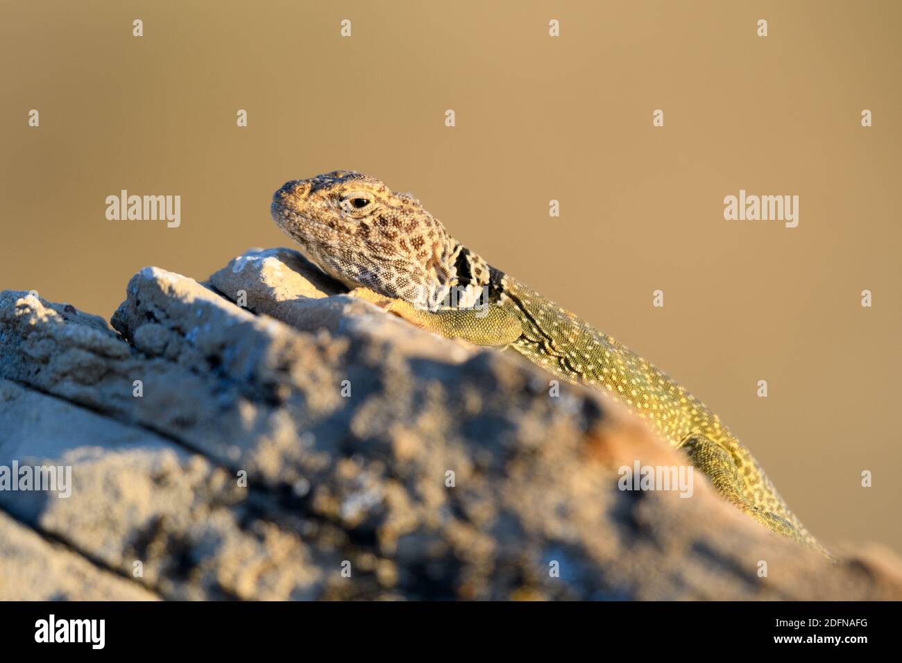 Eastern collared lizards hi-res stock photography and images - Alamy